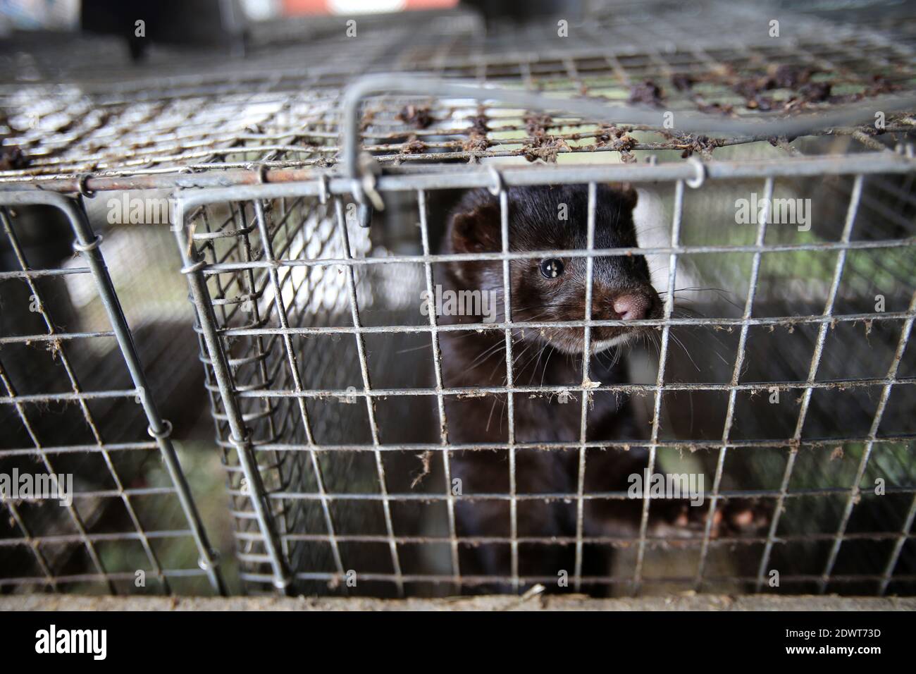 European mink cage grown on a farm for fur. Lithuania Stock Photo - Alamy