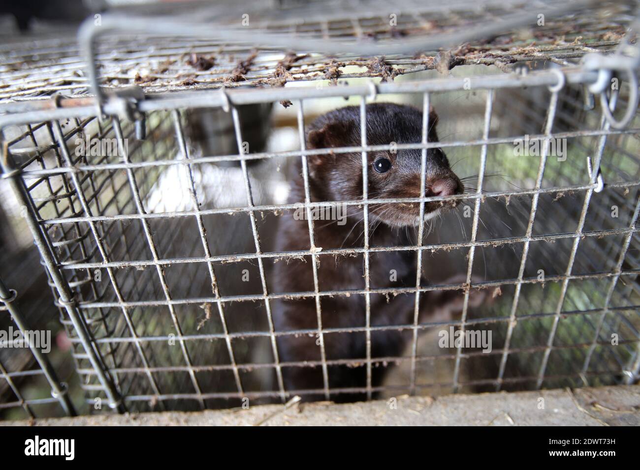 European mink cage grown on a farm for fur. Lithuania Stock Photo - Alamy
