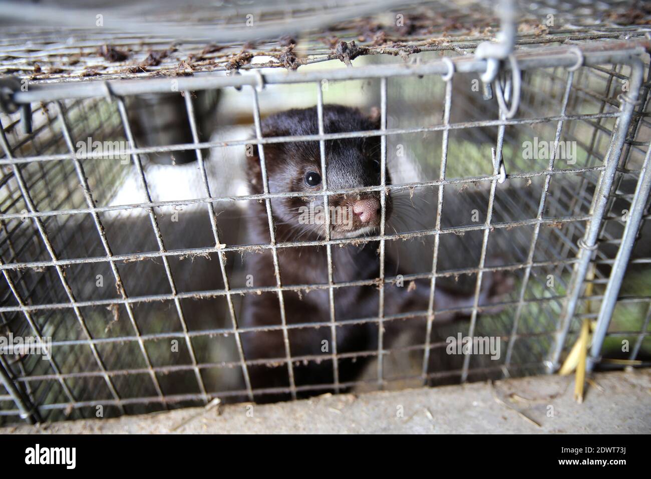 European mink cage grown on a farm for fur. Lithuania Stock Photo - Alamy