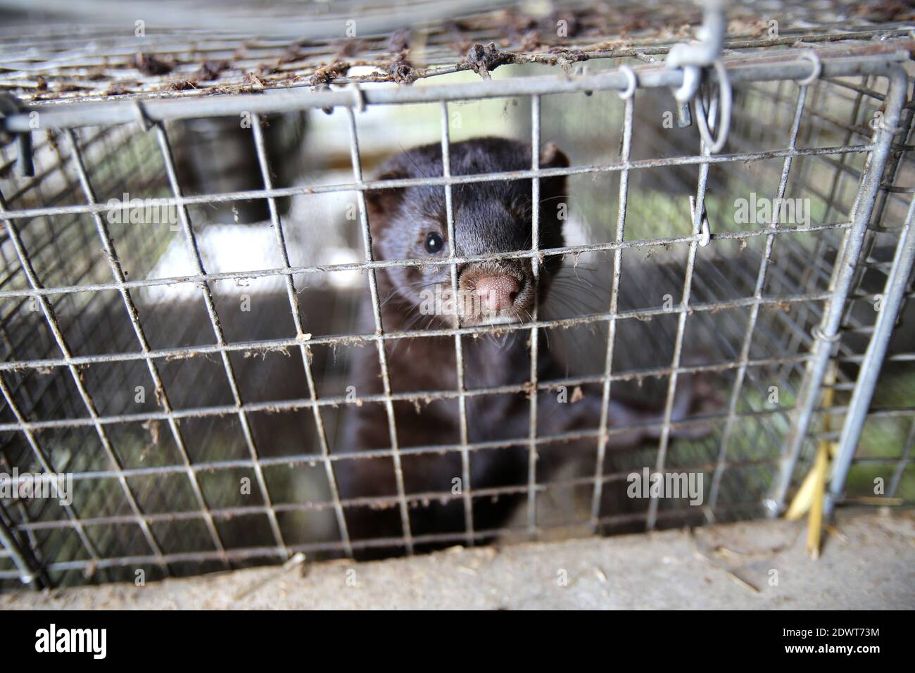 American mink cage hi-res stock photography and images - Alamy