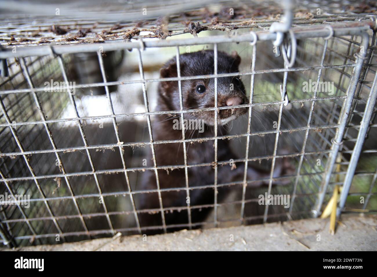 American mink cage hi-res stock photography and images - Alamy