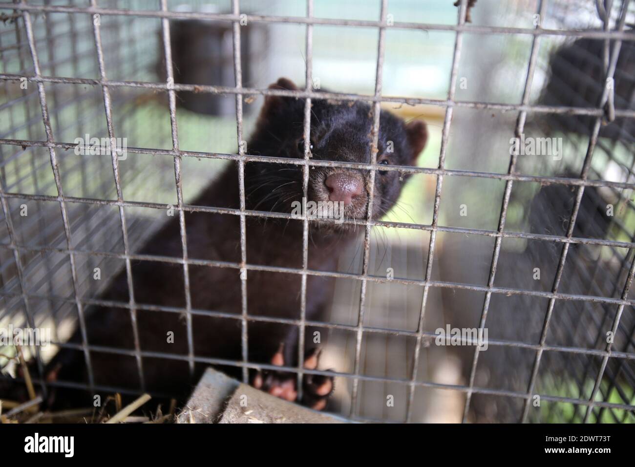 European mink cage grown on a farm for fur. Lithuania Stock Photo - Alamy