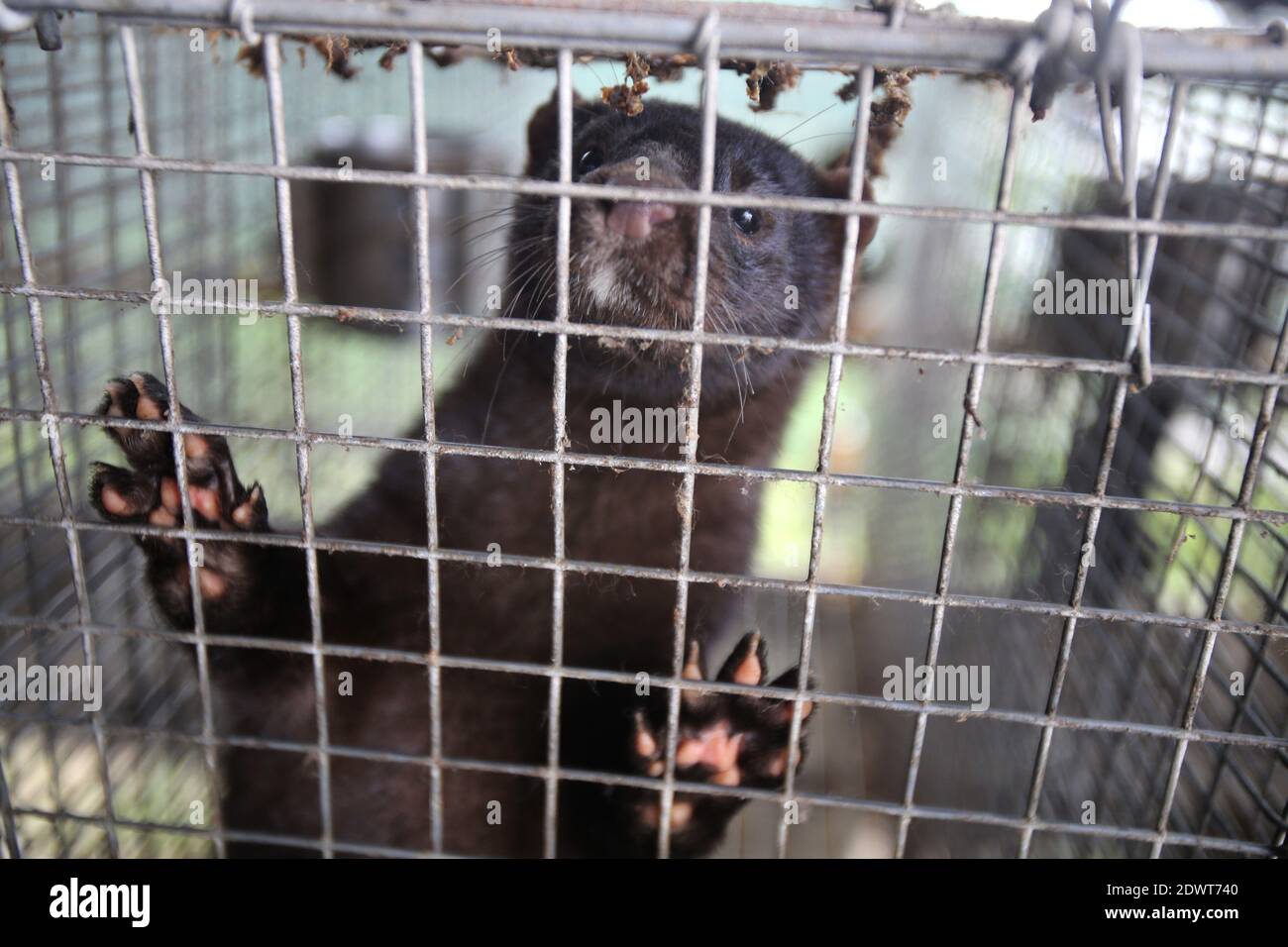 European mink cage grown on a farm for fur. Lithuania Stock Photo - Alamy