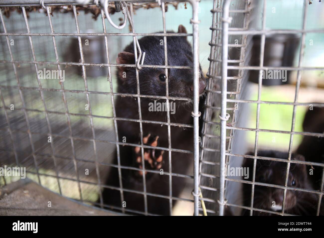 European mink cage grown on a farm for fur. Lithuania Stock Photo - Alamy