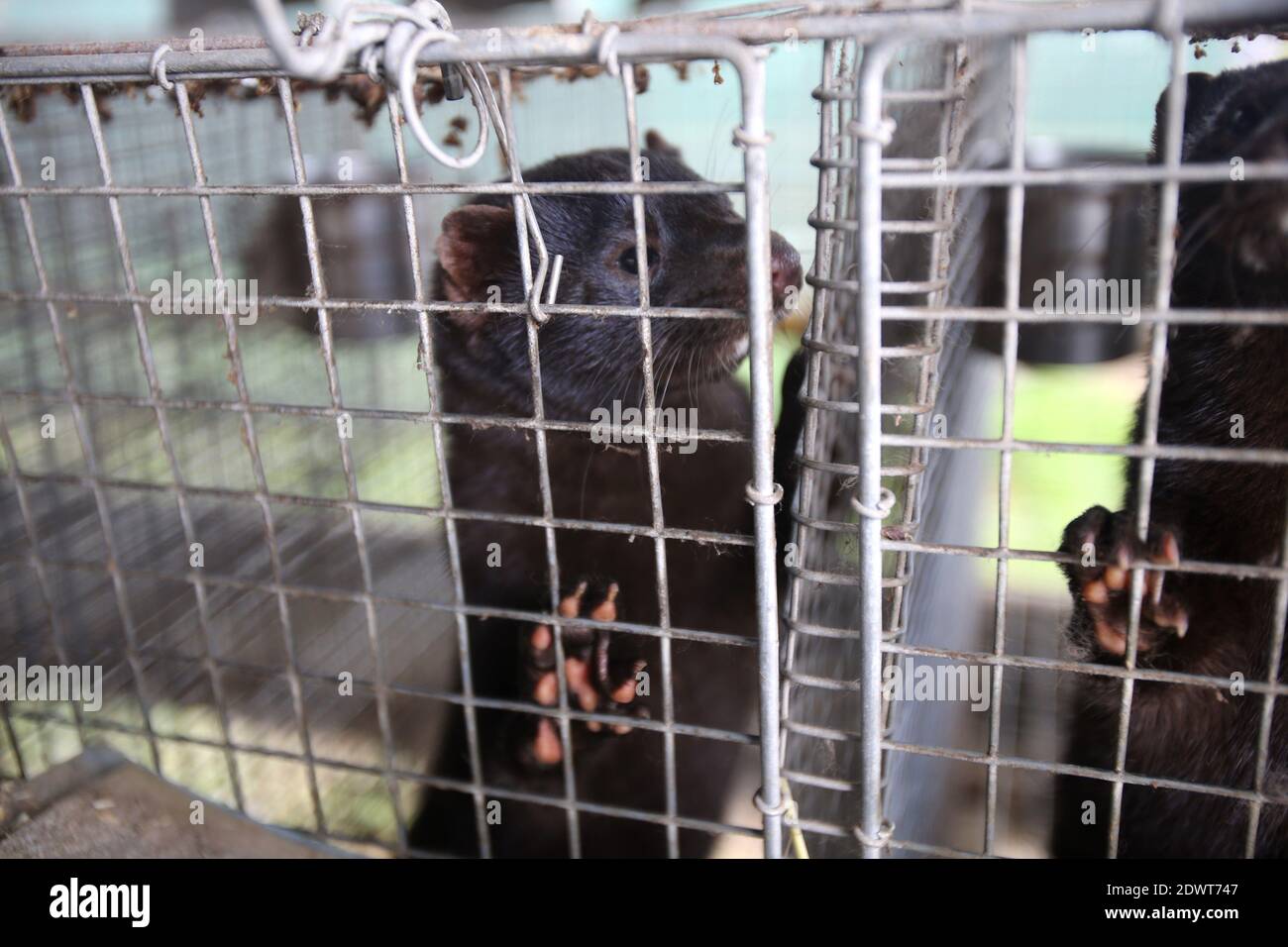 European mink cage grown on a farm for fur. Lithuania Stock Photo - Alamy