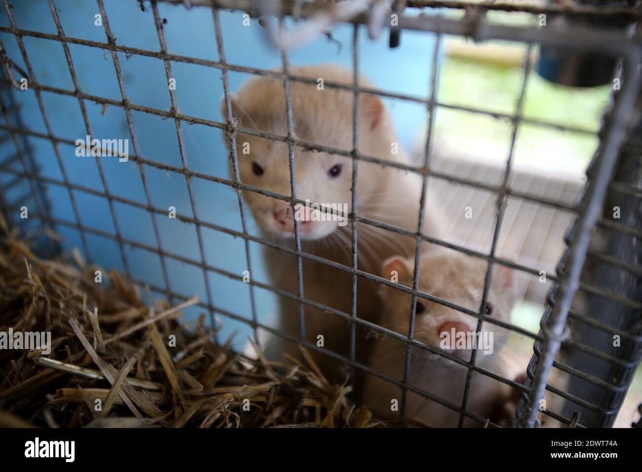 European mink cage grown on a farm for fur. Lithuania Stock Photo - Alamy