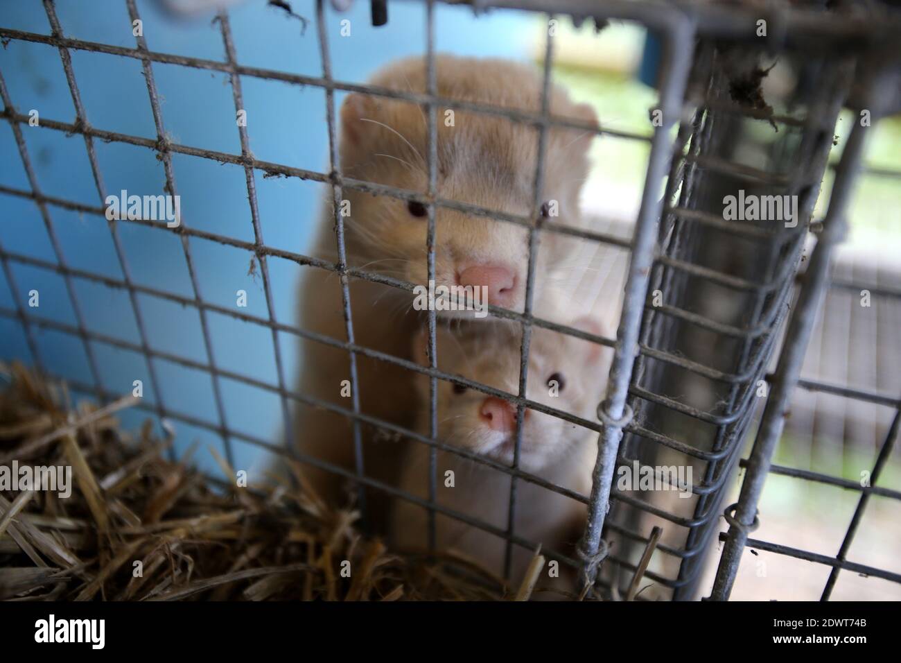 European mink cage grown on a farm for fur. Lithuania Stock Photo - Alamy
