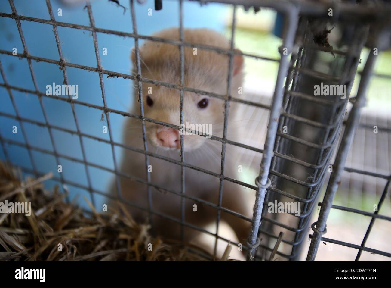 American mink cage hi-res stock photography and images - Alamy