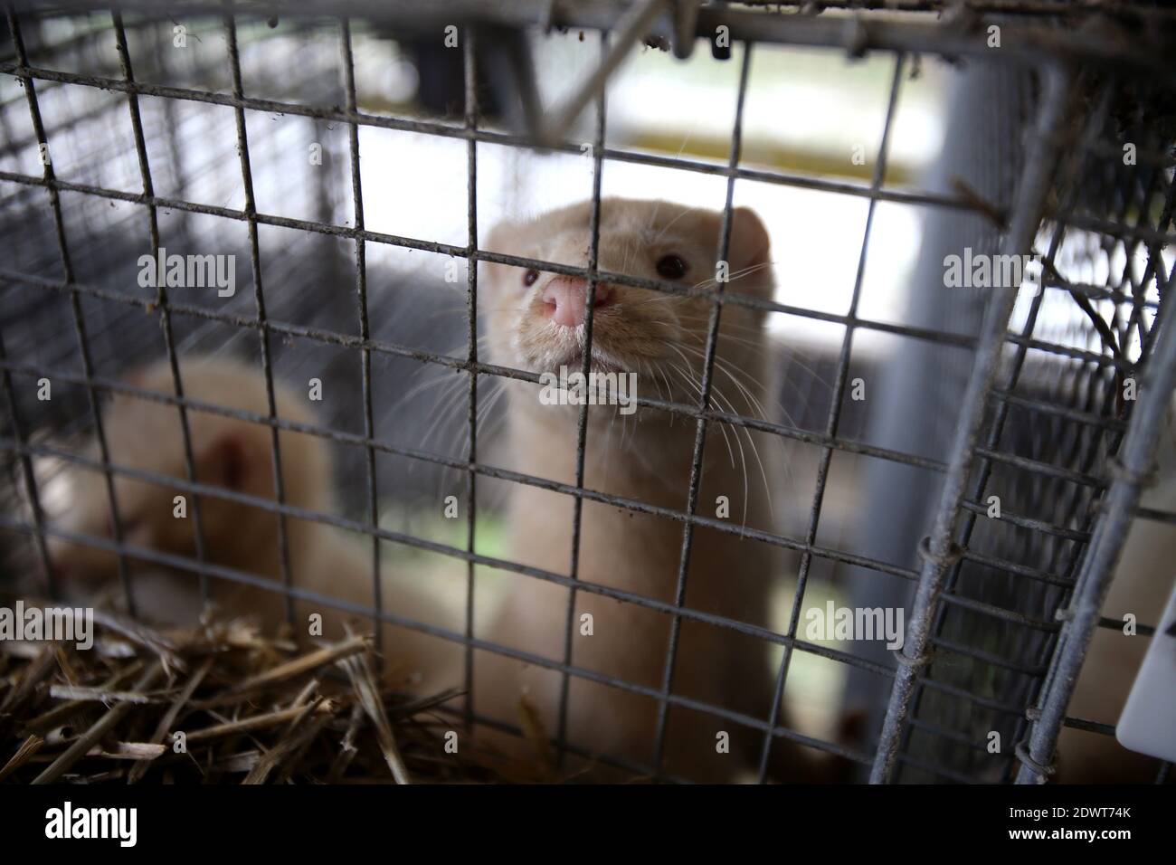 European mink cage grown on a farm for fur. Lithuania Stock Photo - Alamy