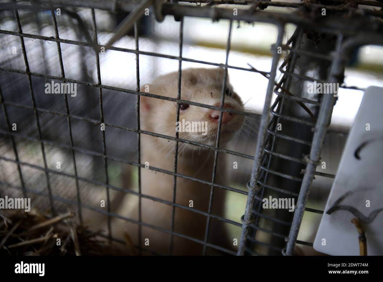 American mink cage hi-res stock photography and images - Alamy