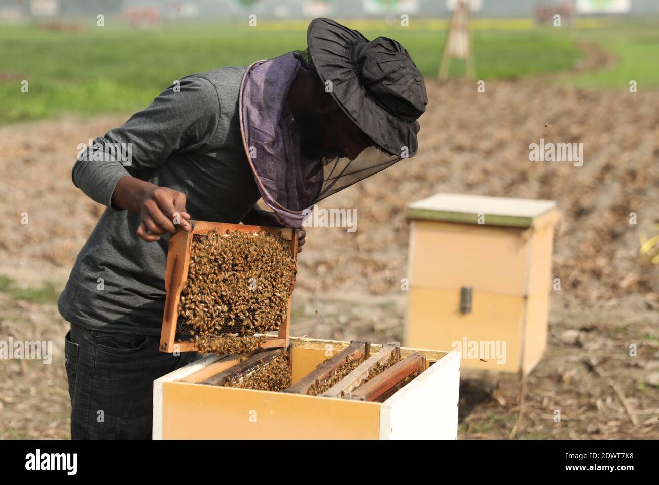 Man made bee hive hi-res stock photography and images - Alamy