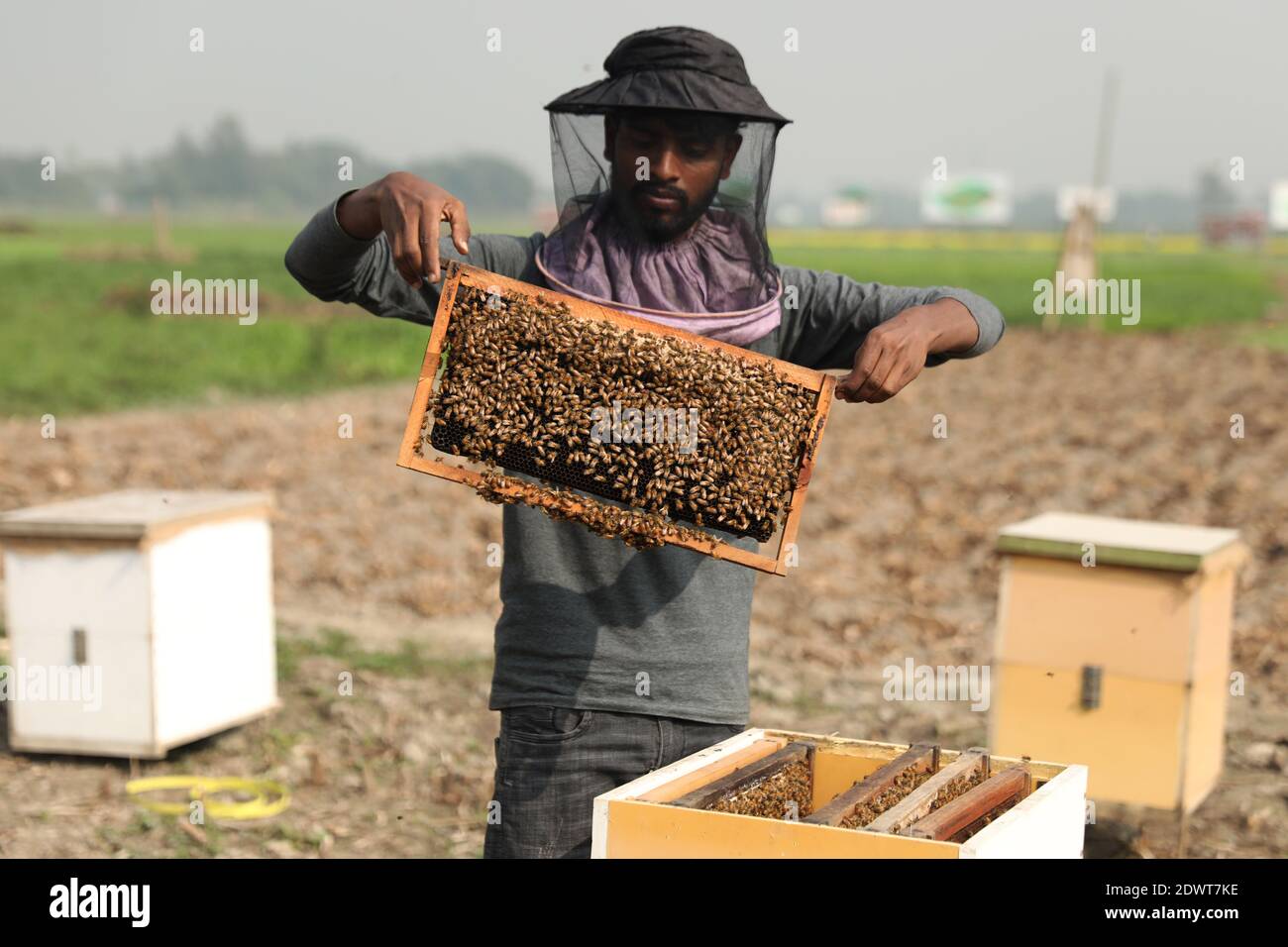 Man made bee hive hi-res stock photography and images - Alamy