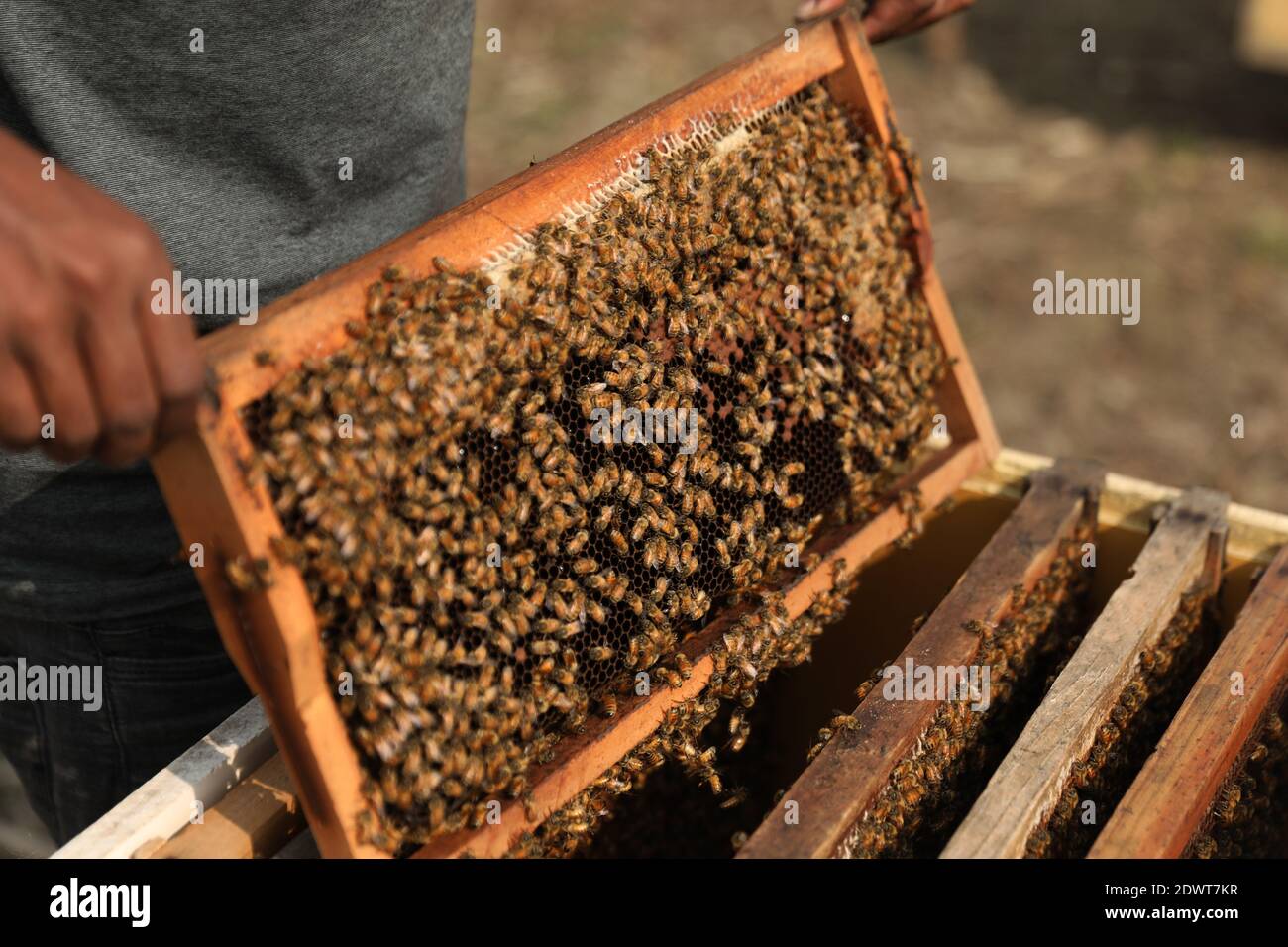 Dhaka, Bangladesh. 23rd Dec, 2020. A bee keeper checks on his man made ...