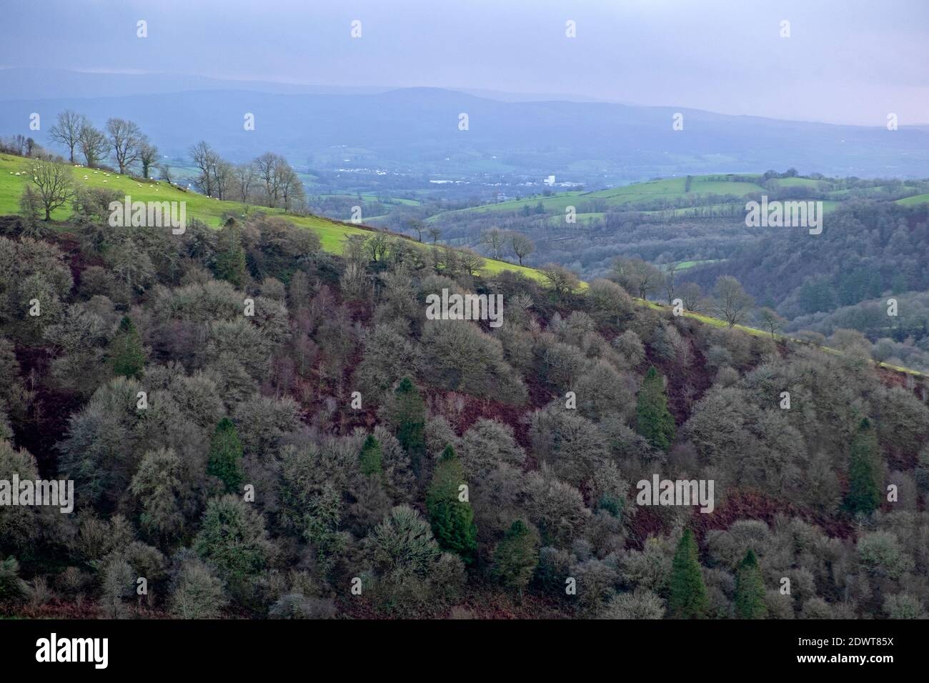 Native deciduous woodland on a hillside landscape near Llanwrda looking ...