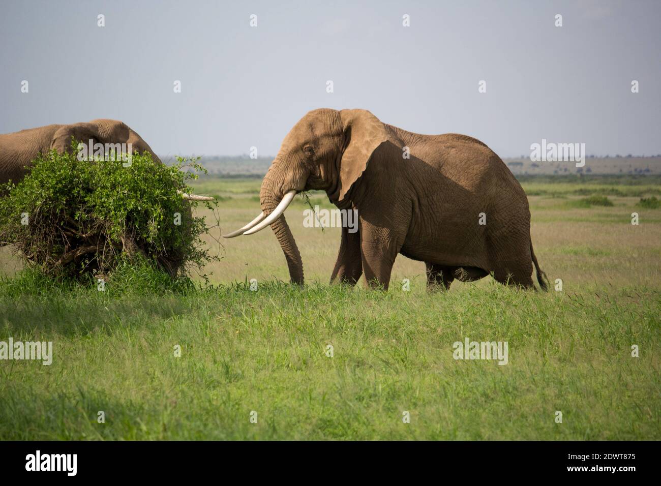 A beautiful safari scene with elephants Stock Photo - Alamy