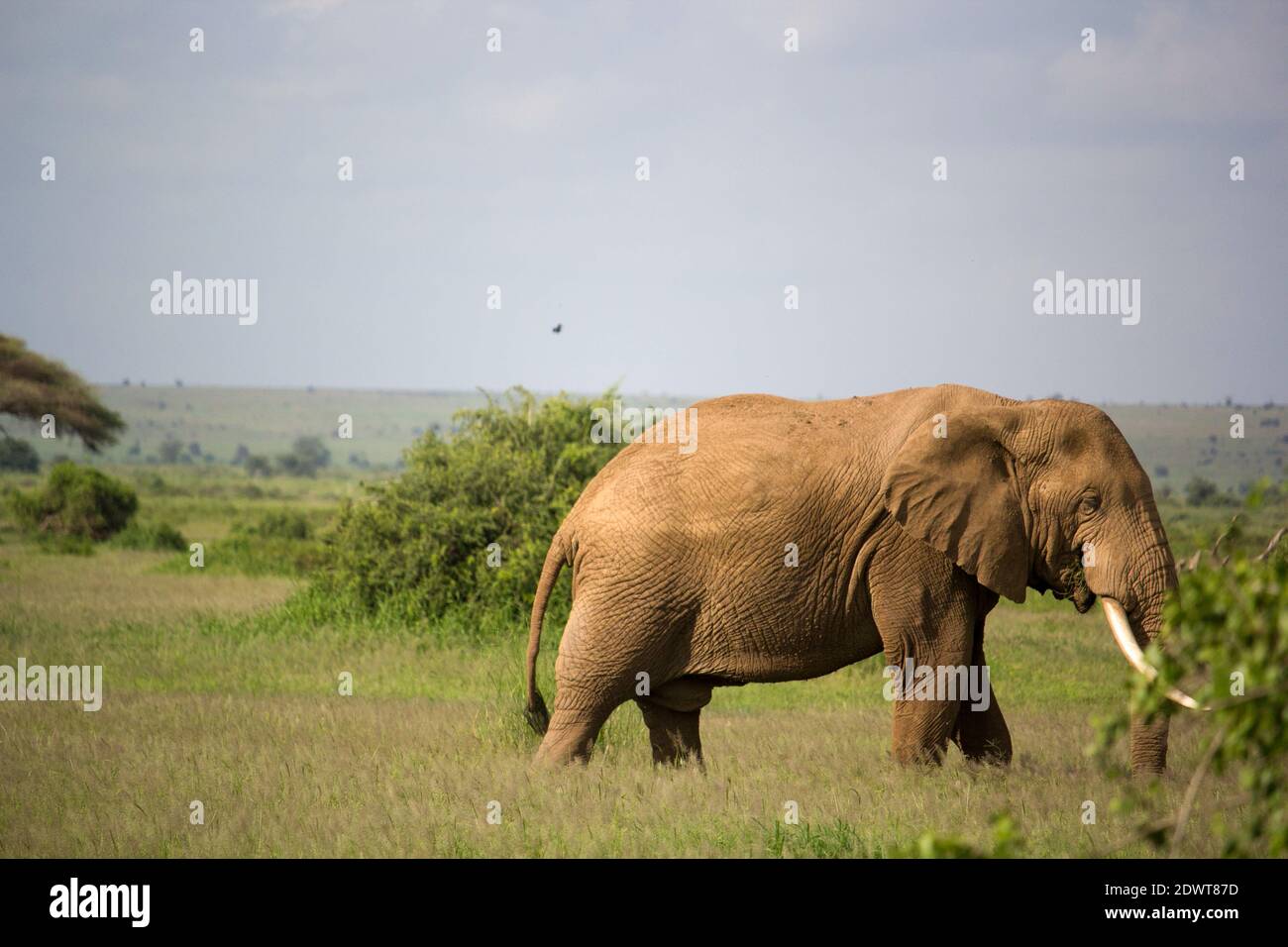 A beautiful safari scene with an elephant Stock Photo - Alamy