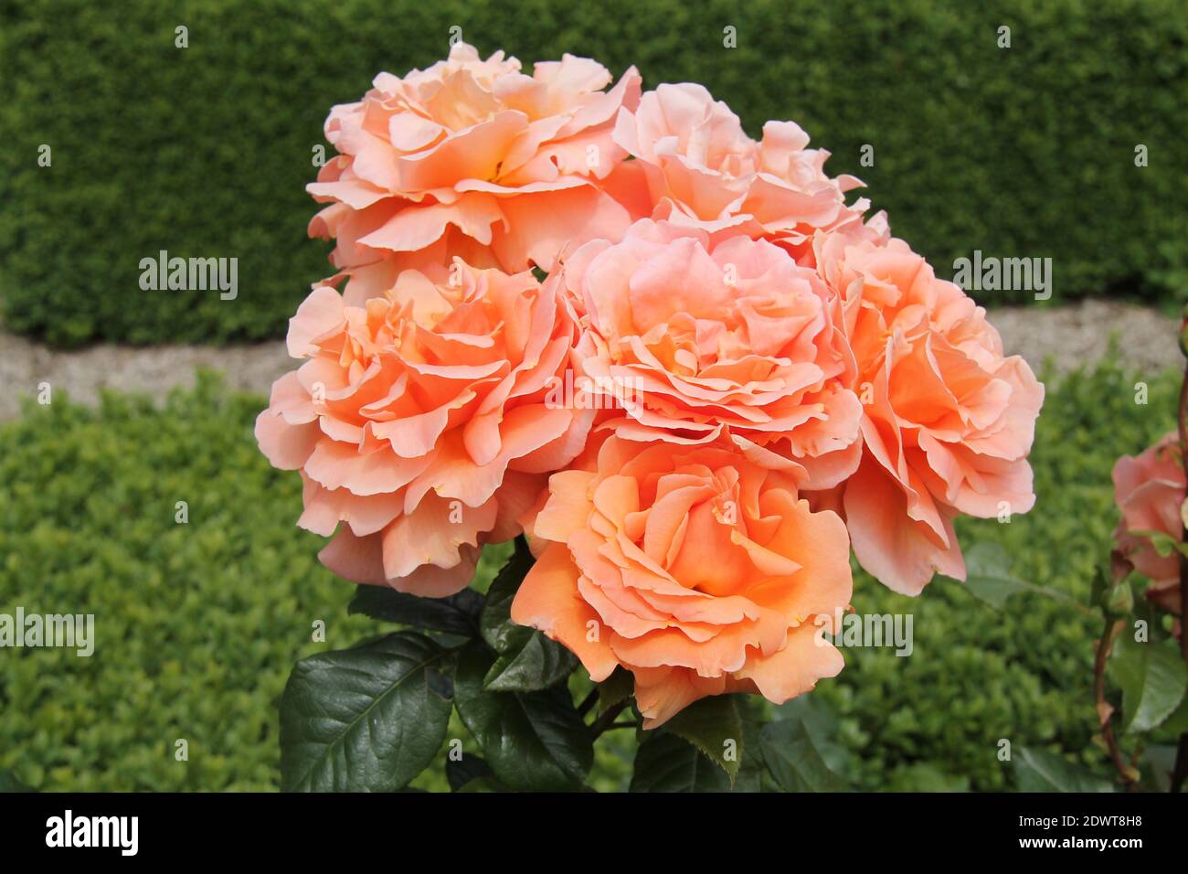 The Flowers of a Cluster of an Indian Summer Rose Plant Stock Photo - Alamy