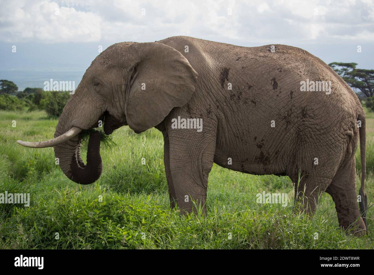 A beautiful safari scene with an elephant Stock Photo - Alamy