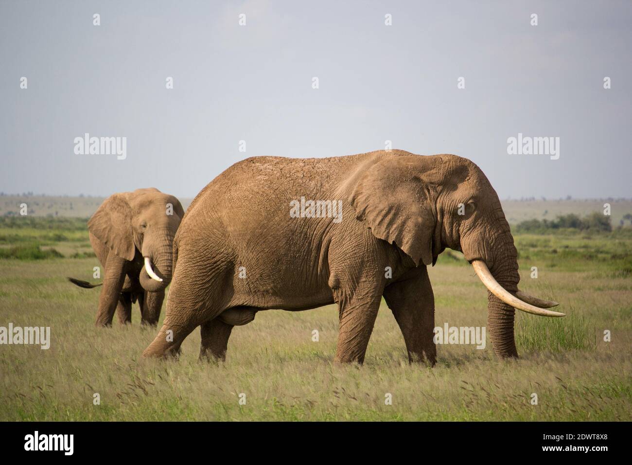 A beautiful safari scene with elephants Stock Photo - Alamy