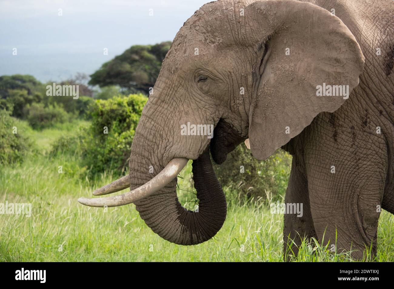 A beautiful safari scene with an elephant Stock Photo - Alamy