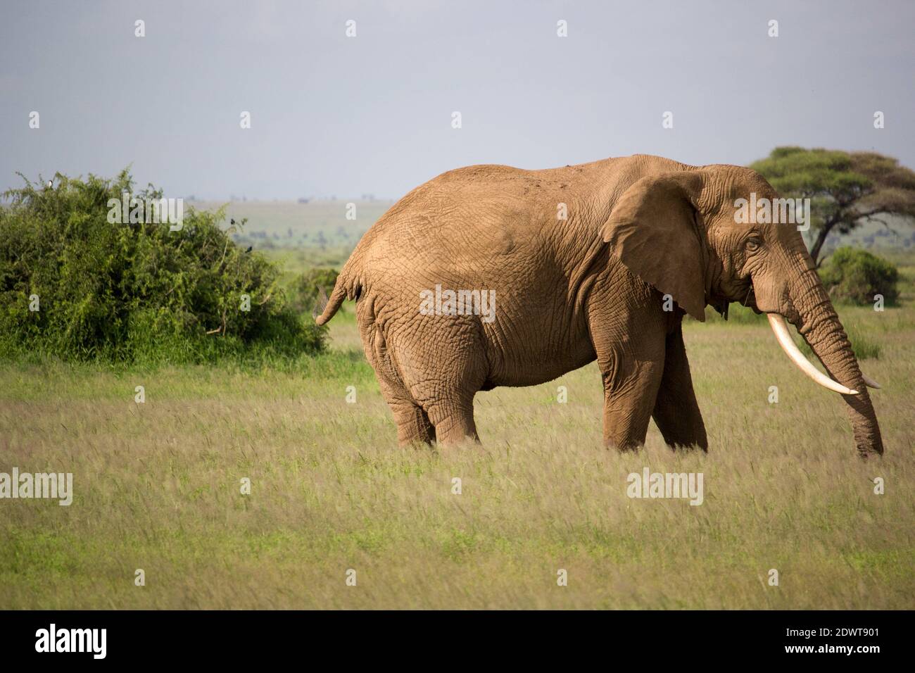 A beautiful safari scene with an elephant Stock Photo - Alamy