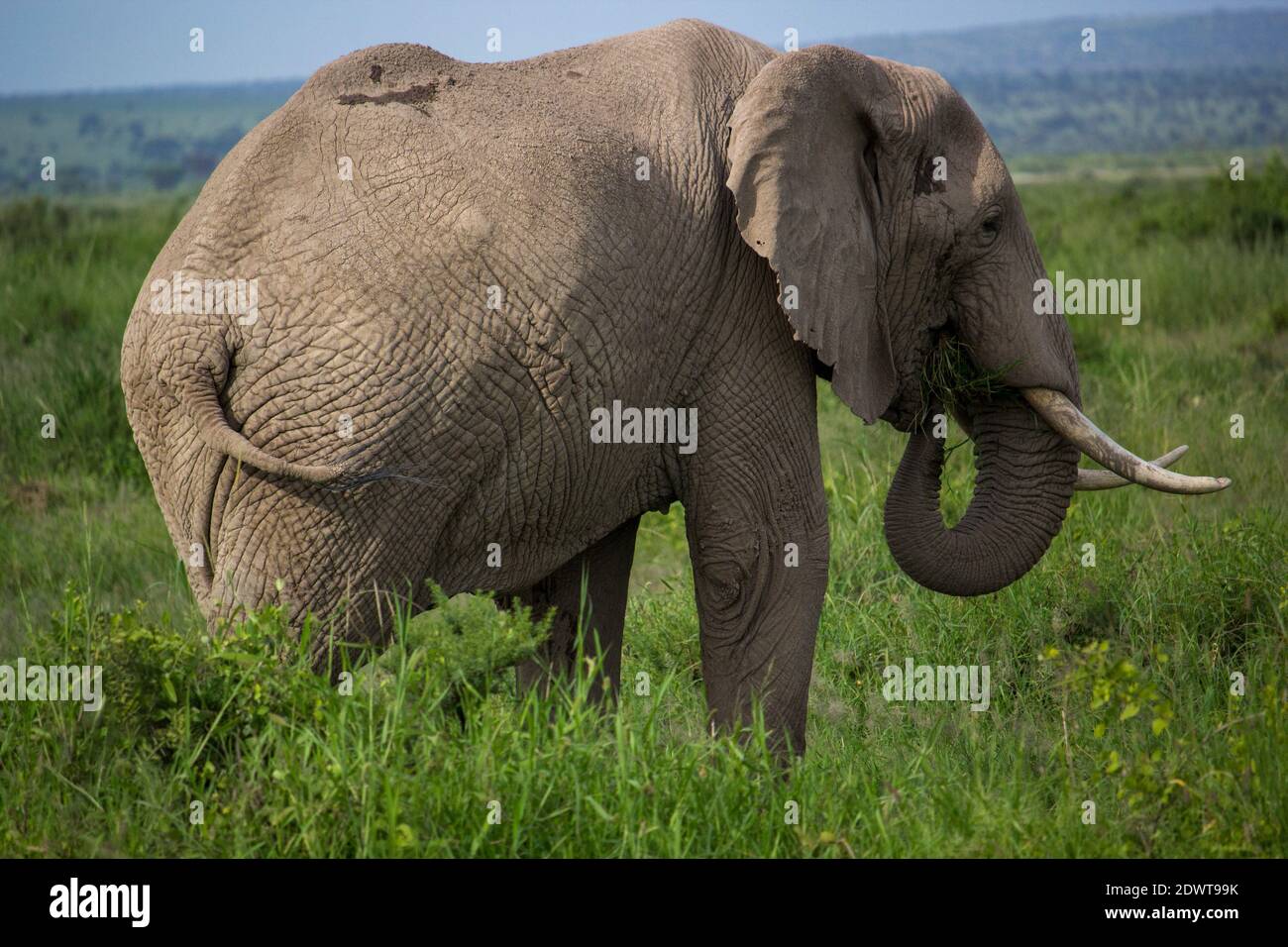 A beautiful safari scene with an elephant Stock Photo - Alamy