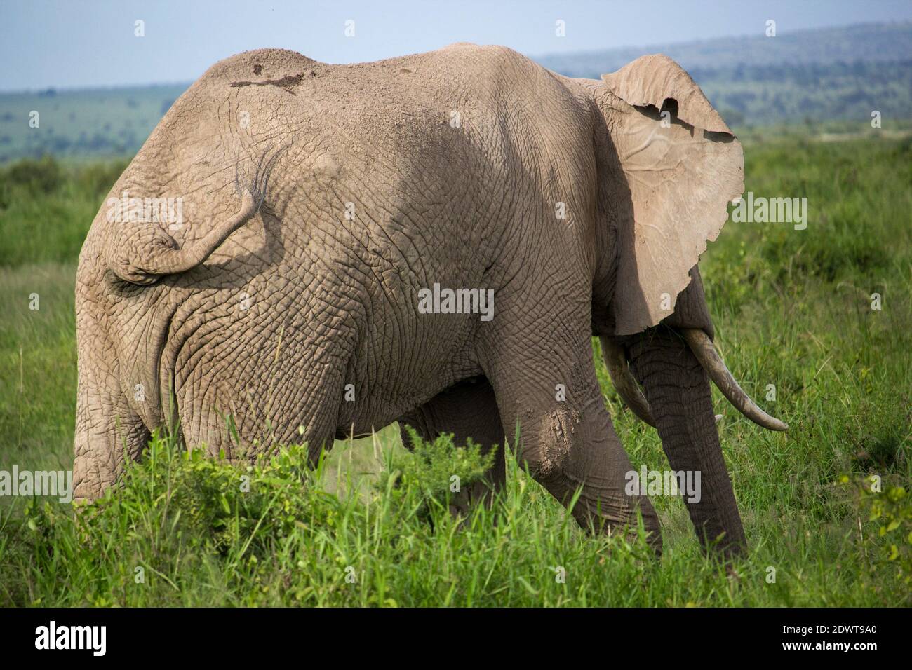 A beautiful safari scene with an elephant Stock Photo - Alamy