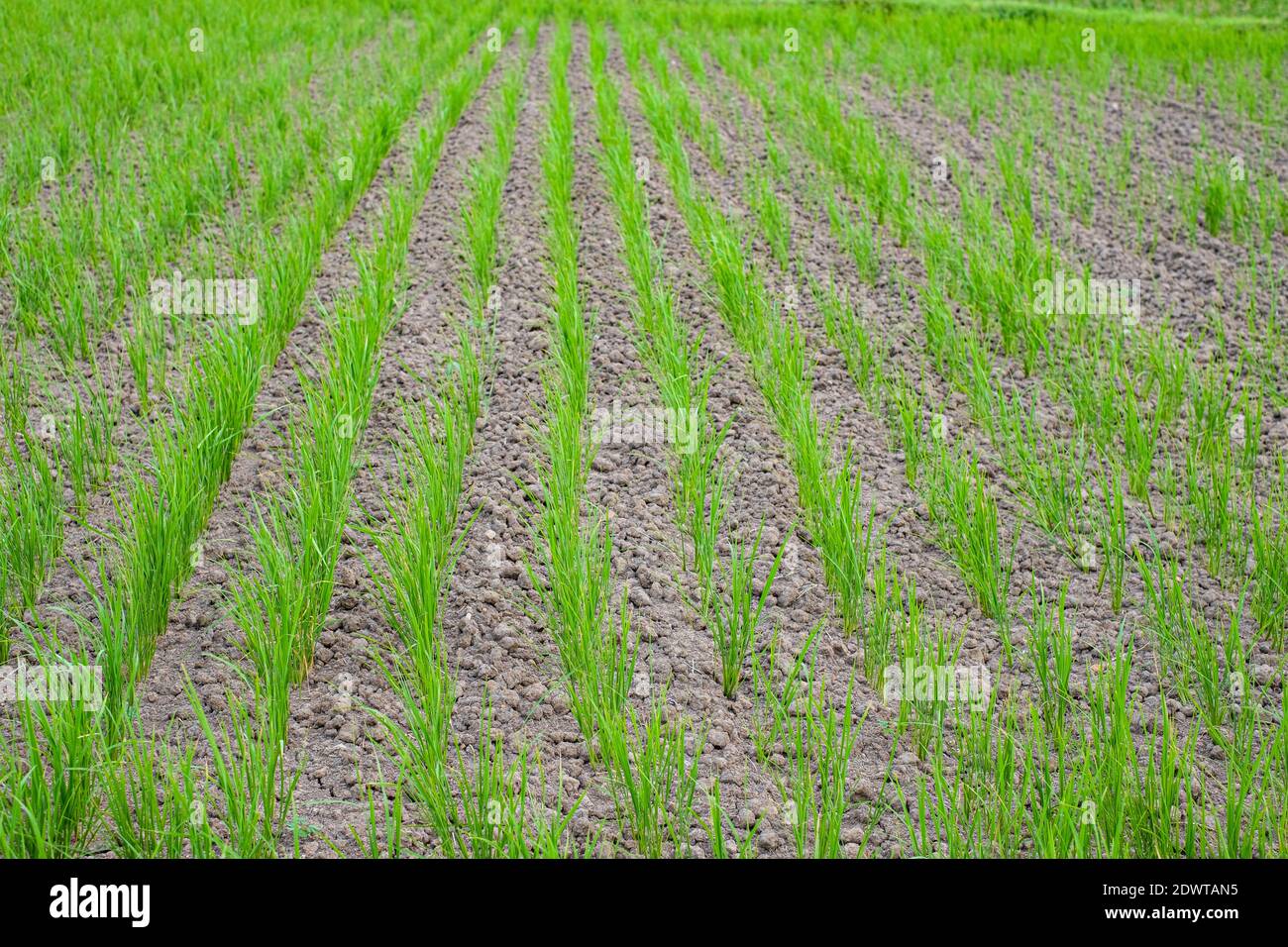 Dry rice field soil hi-res stock photography and images - Alamy