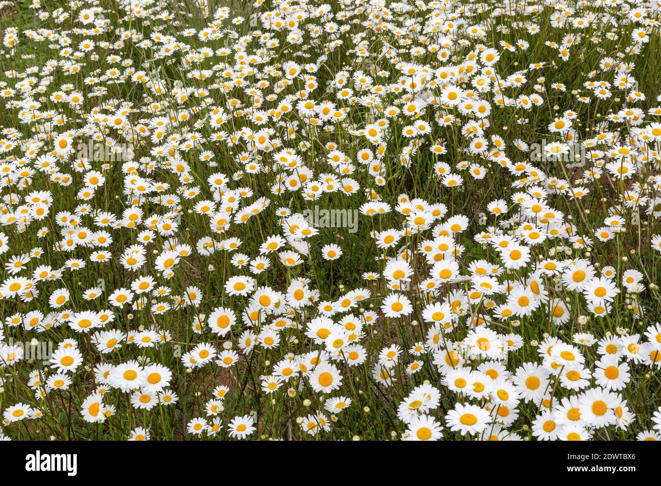Margeriten bloom hi-res stock photography and images - Alamy