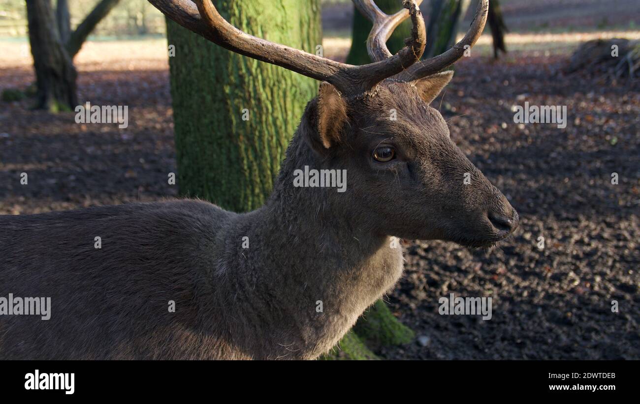 Stagg tree hi-res stock photography and images - Alamy