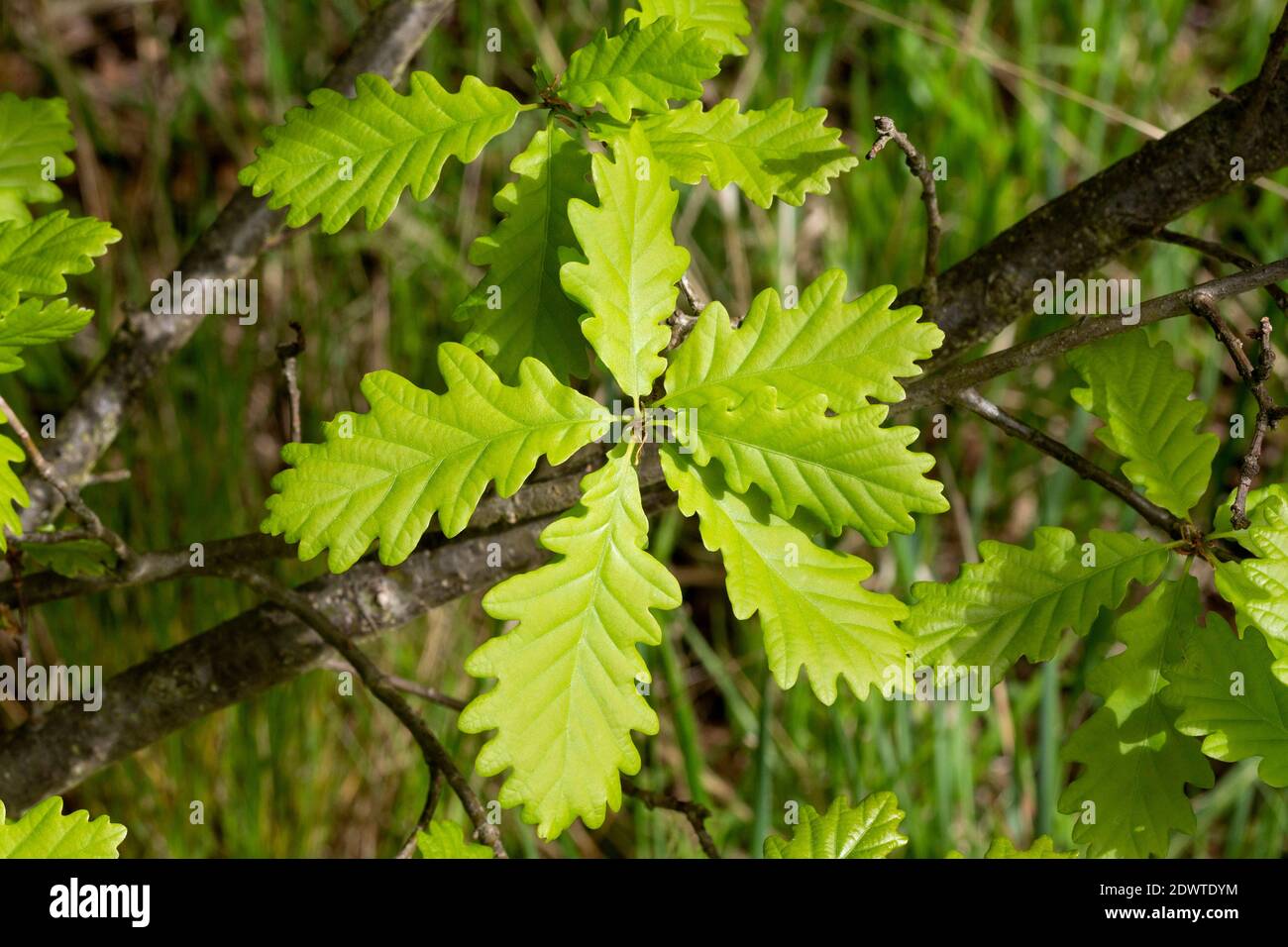 Eichen blatt hi-res stock photography and images - Alamy