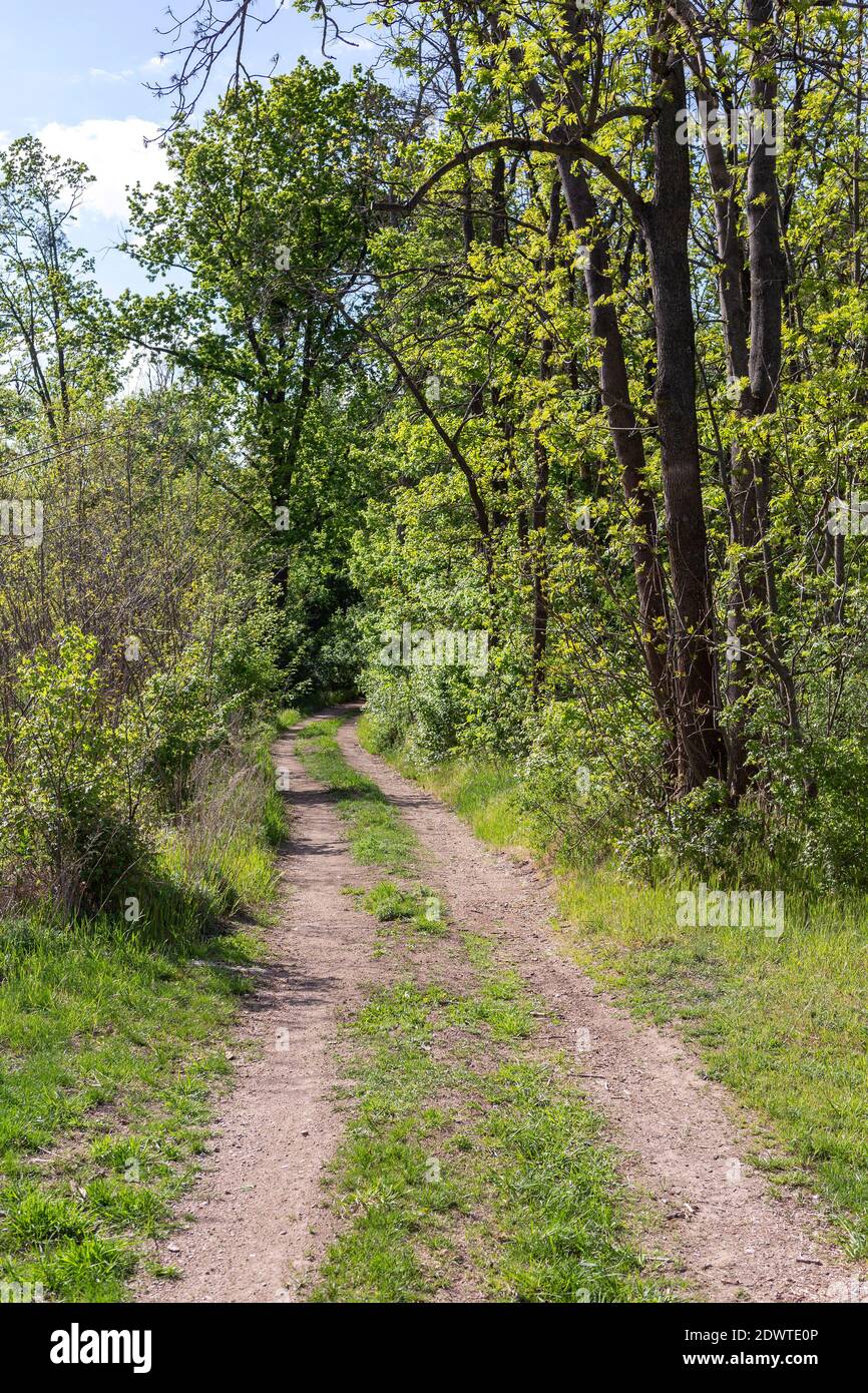 Forstwege hi-res stock photography and images - Alamy