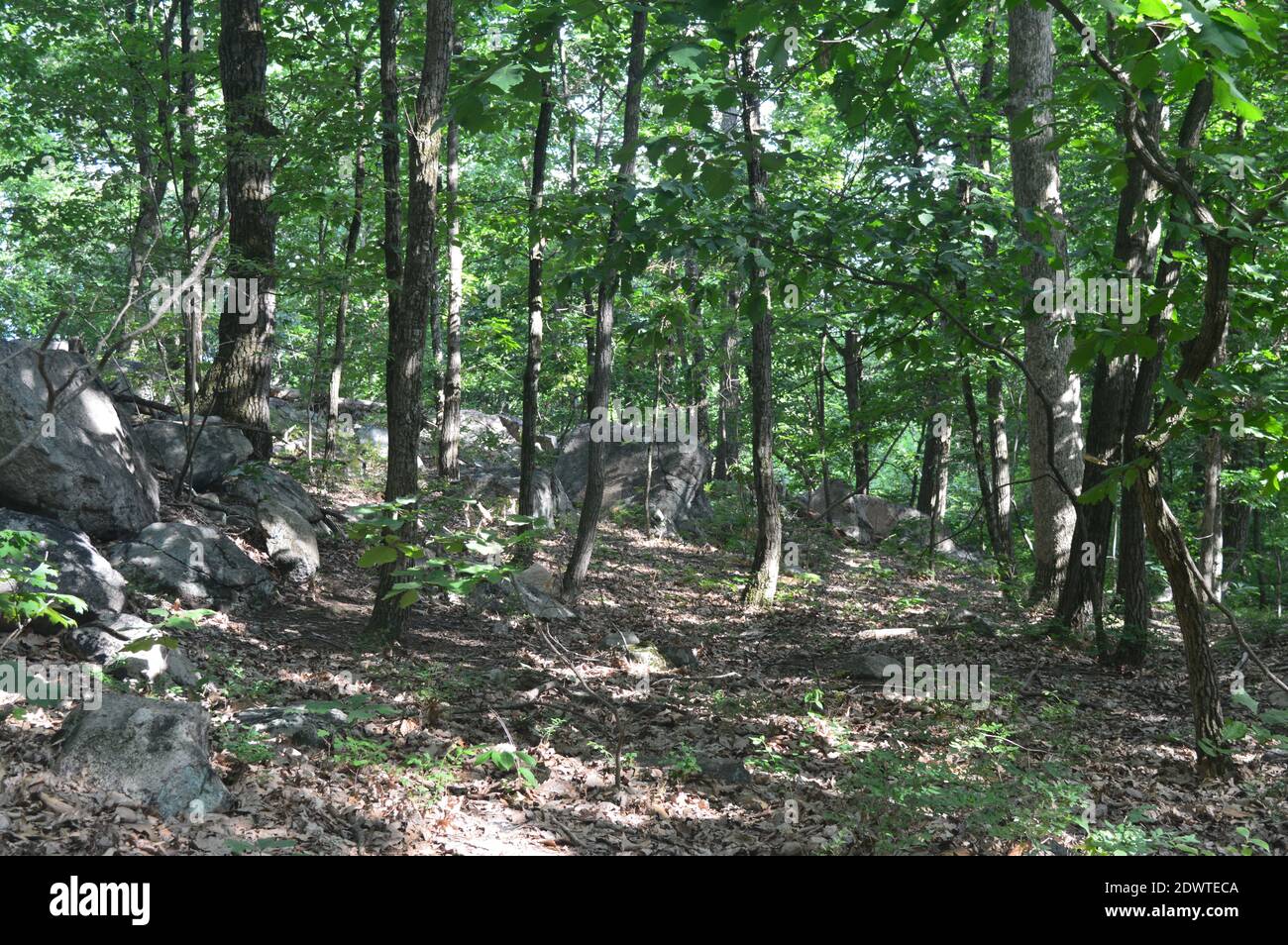 A horizontal shot of a path in the forest full of green trees Stock ...