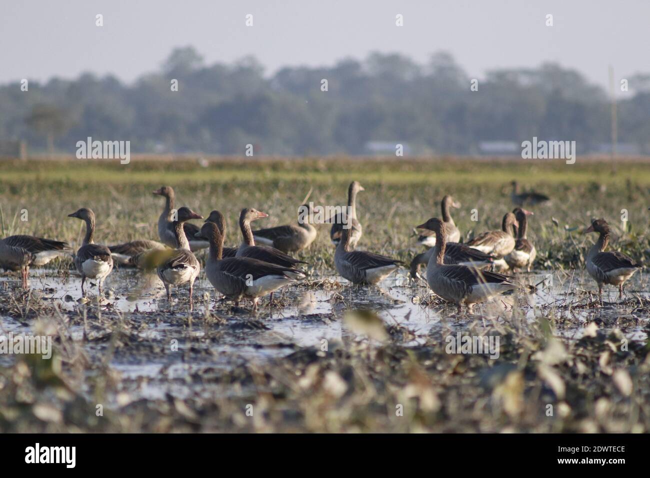 Majuli birds hi-res stock photography and images - Alamy