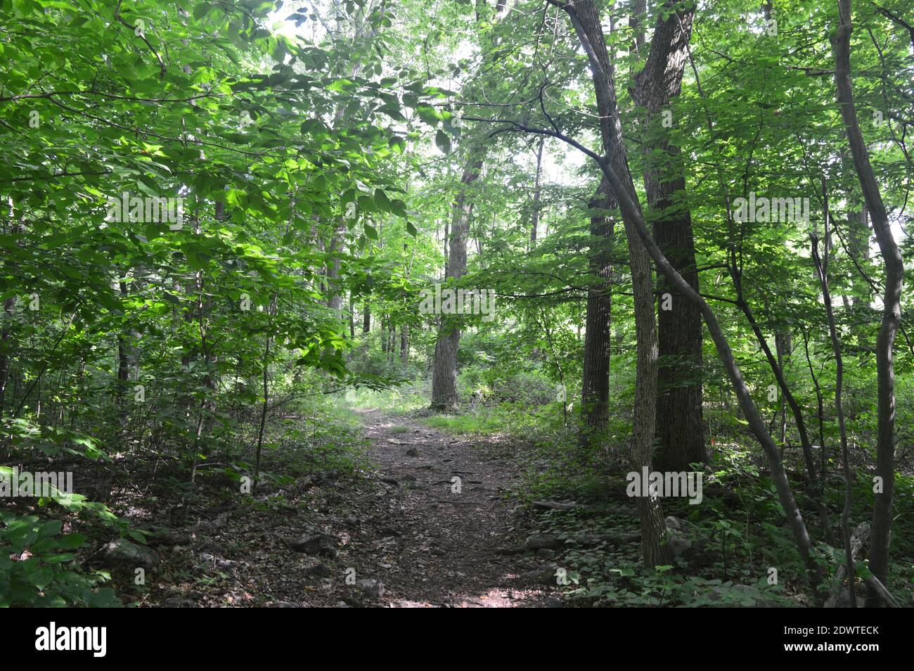 A horizontal shot of a path in the forest full of green trees Stock ...