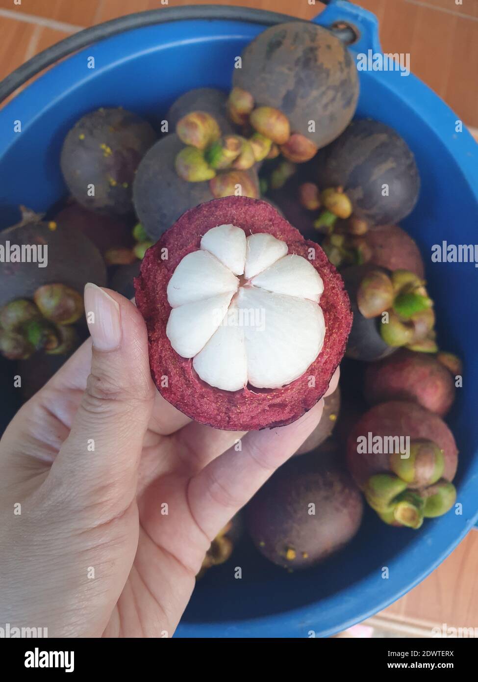 Mangosteen queen of fruit hi-res stock photography and images - Alamy