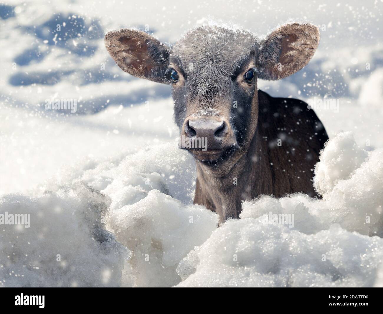 Funny cow in snow hi-res stock photography and images - Alamy