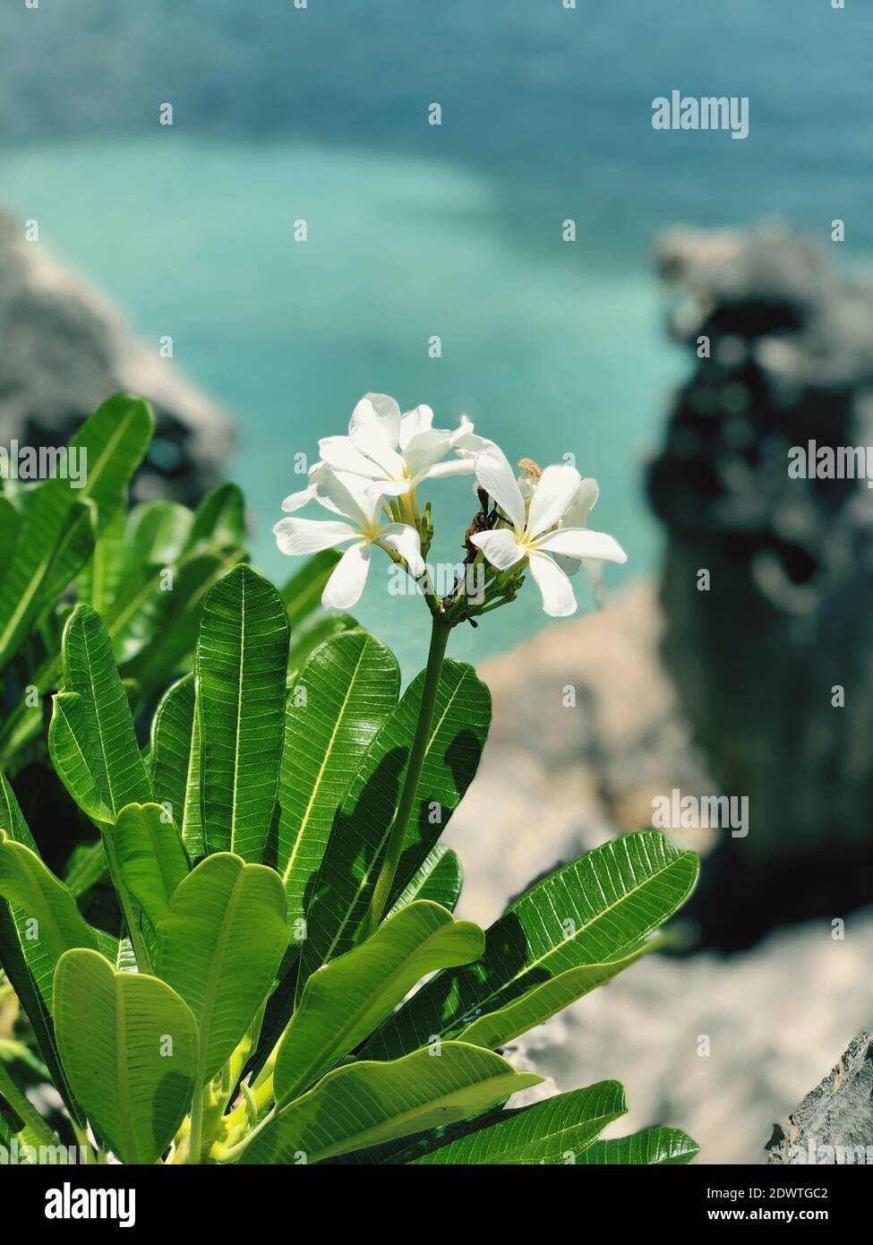 Haiti plant hi-res stock photography and images - Alamy