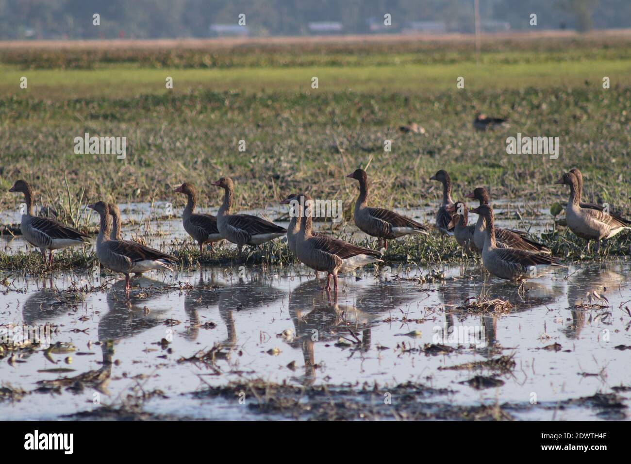 Majuli birds hi-res stock photography and images - Alamy