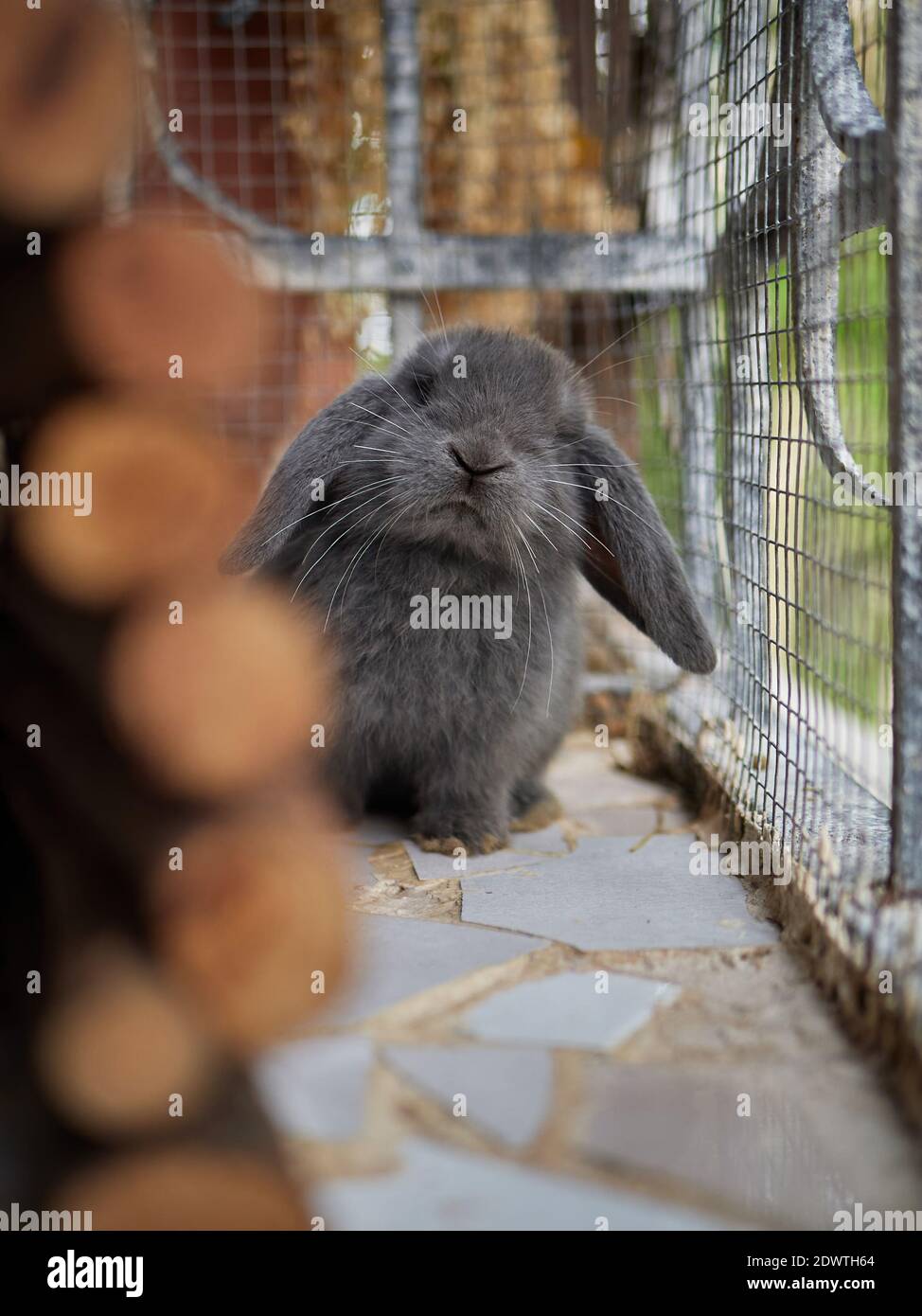 Little curious gray rabbit looking into the camera Stock Photo - Alamy