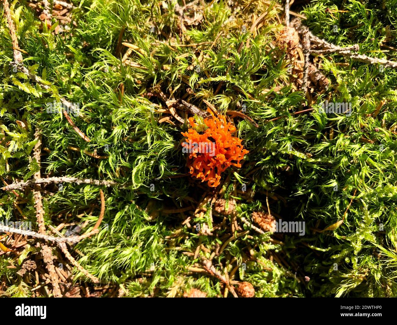 Hofmanova hi-res stock photography and images - Alamy