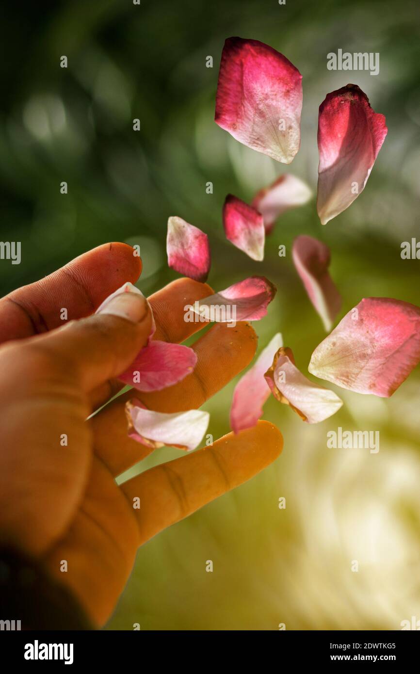 Hand Holding Flower Petals High Resolution Stock Photography and Images ...