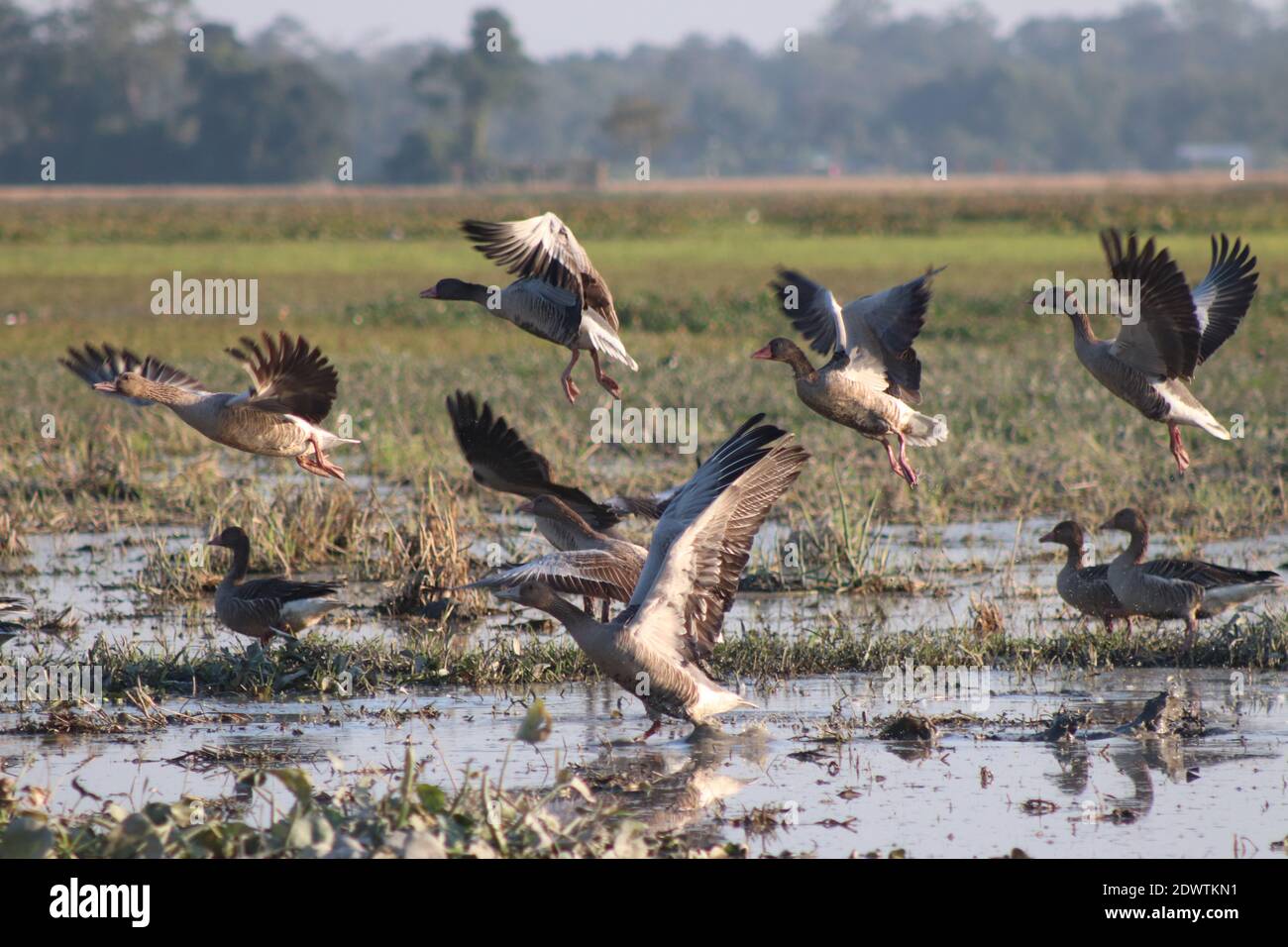 Majuli birds hi-res stock photography and images - Alamy