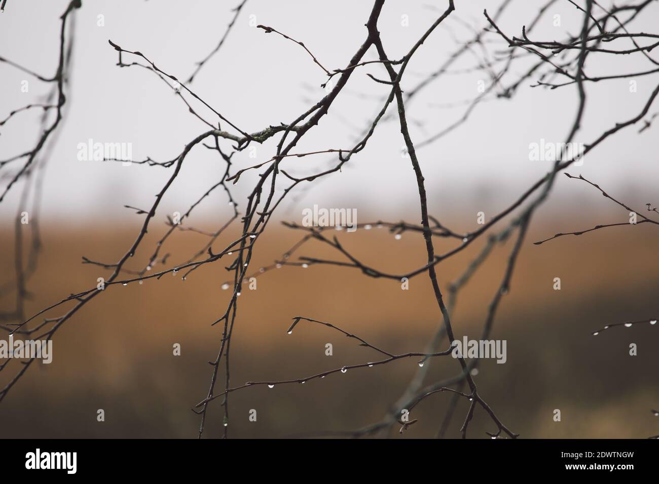 Drops in tree hi-res stock photography and images - Alamy