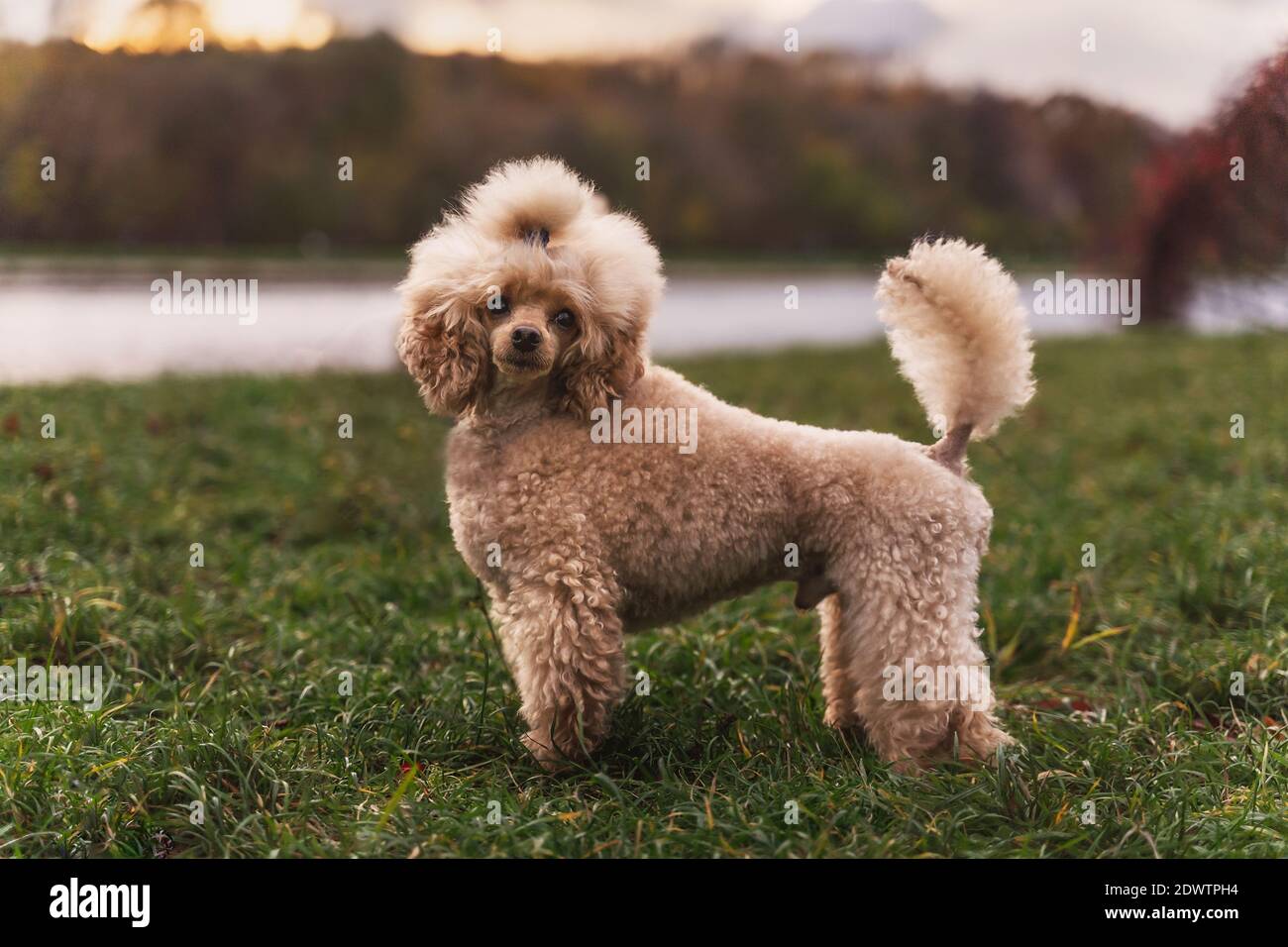 Cute small golden poodle standing on green lawn in the park. Happy dog ...