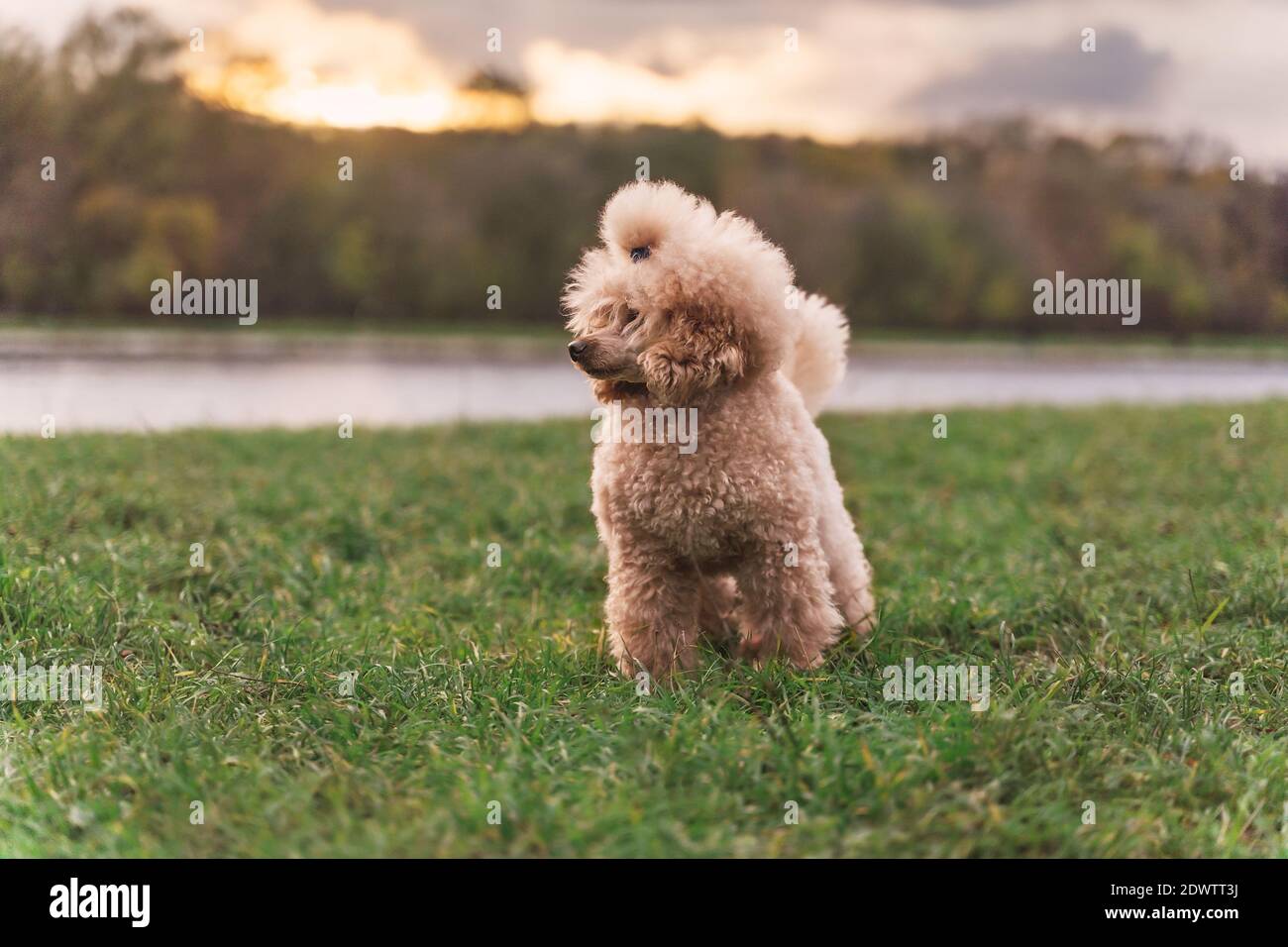 Cute small golden poodle standing on green lawn in the park. Happy dog ...
