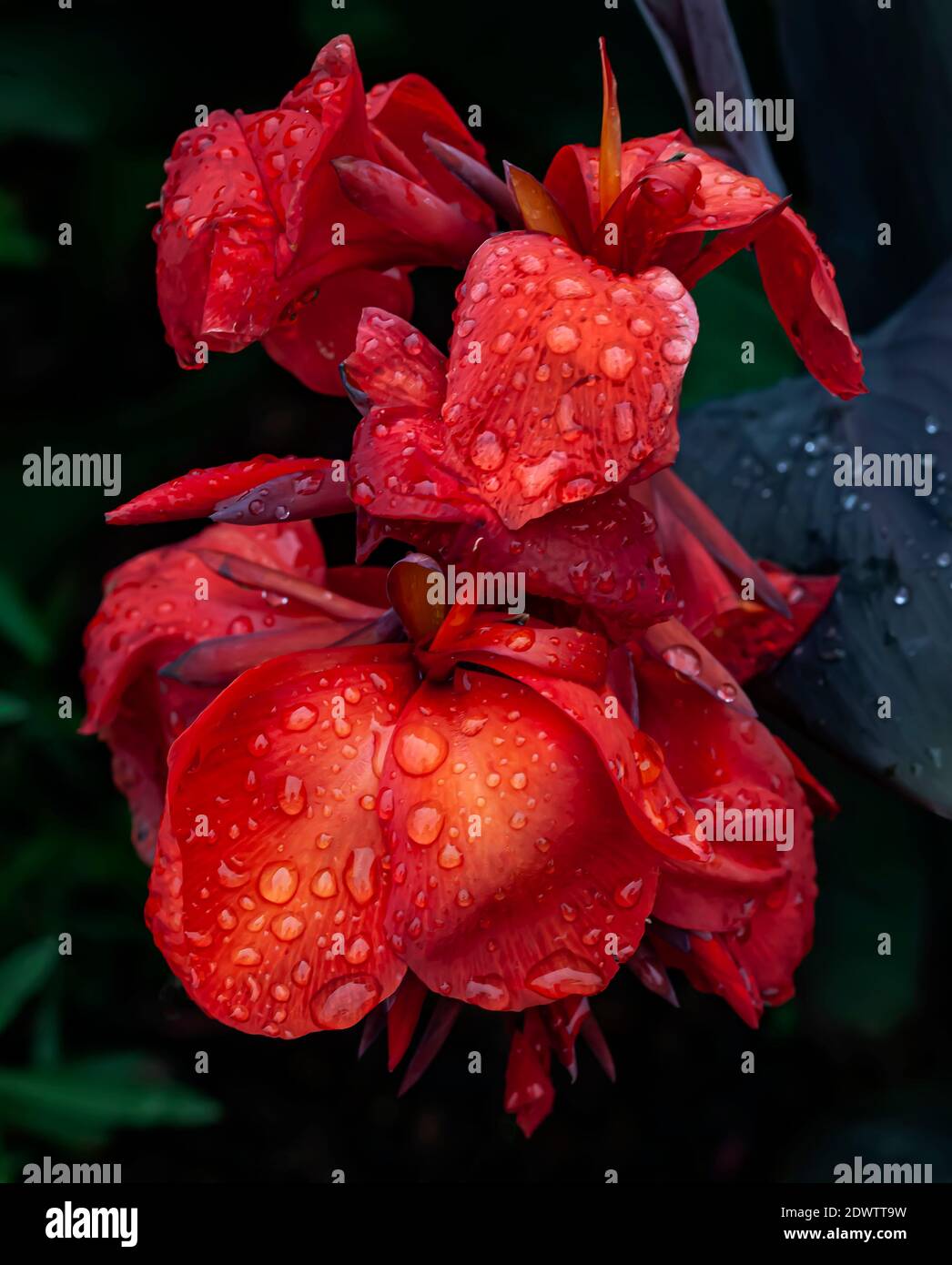 African Arrowroot High Resolution Stock Photography and Images - Alamy