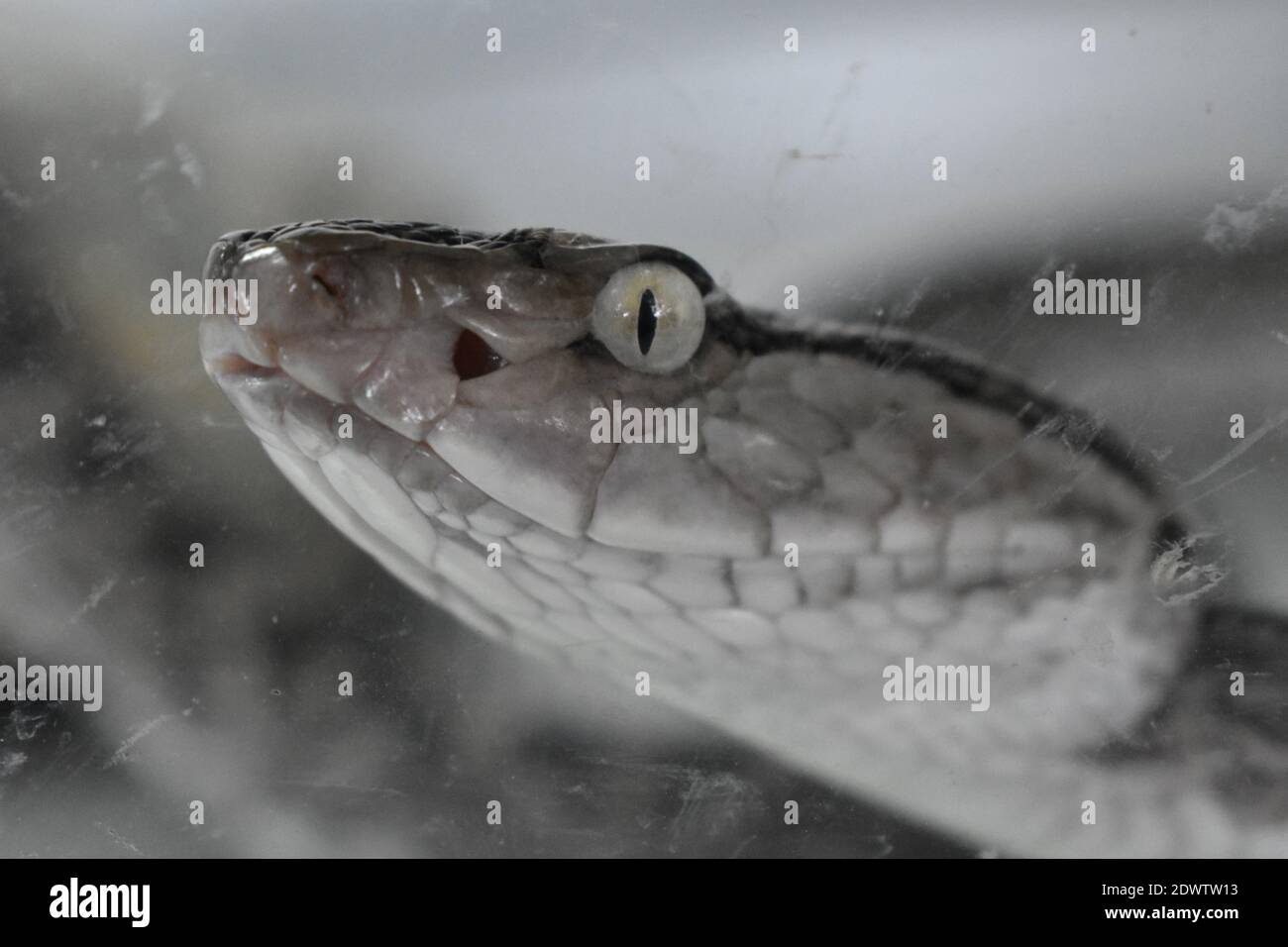 Snake glass eye hi-res stock photography and images - Alamy