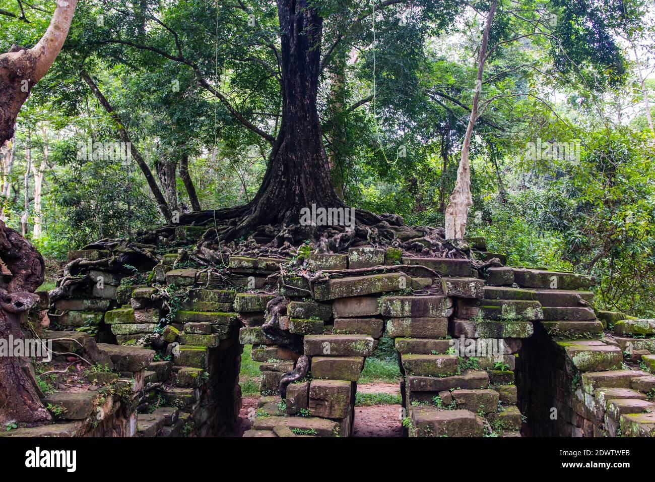 Tree roots from the Angkor Archaeological Park, located in northern ...