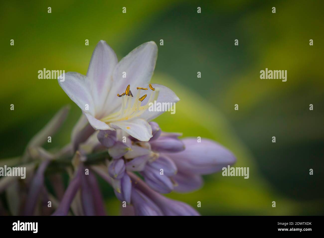 Hosta flower pollen hi-res stock photography and images - Alamy